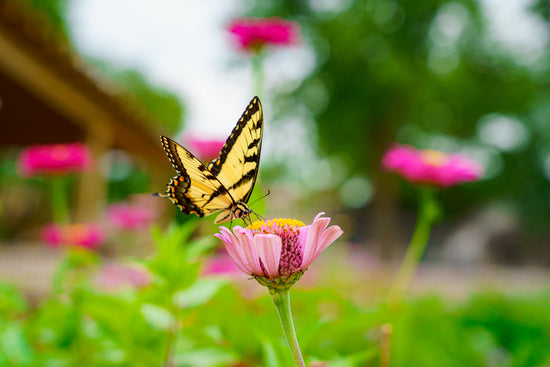 Star Farm Chicago - Urban. Organic. Love