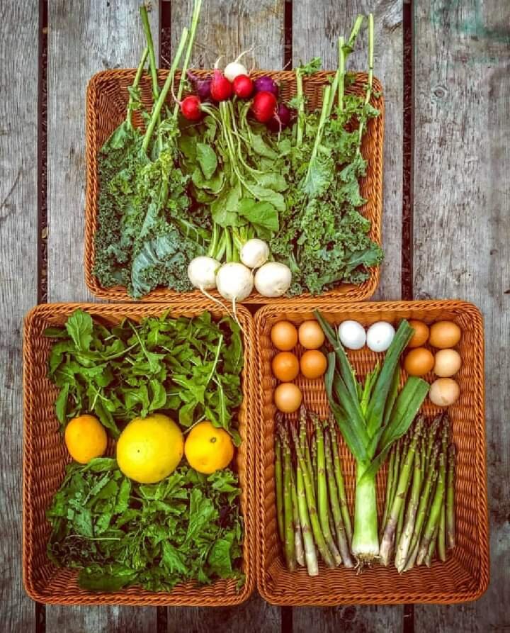 Star Farm Chicago - Urban. Organic. Love